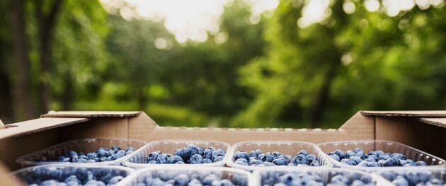 Sustainable Blueberry Packaging Solutions | BC Box Mfg. Ltd.